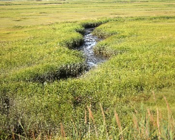 Healthy Salt Marshes Harbor Rich Biodiversity—and Help Fight Climate ...