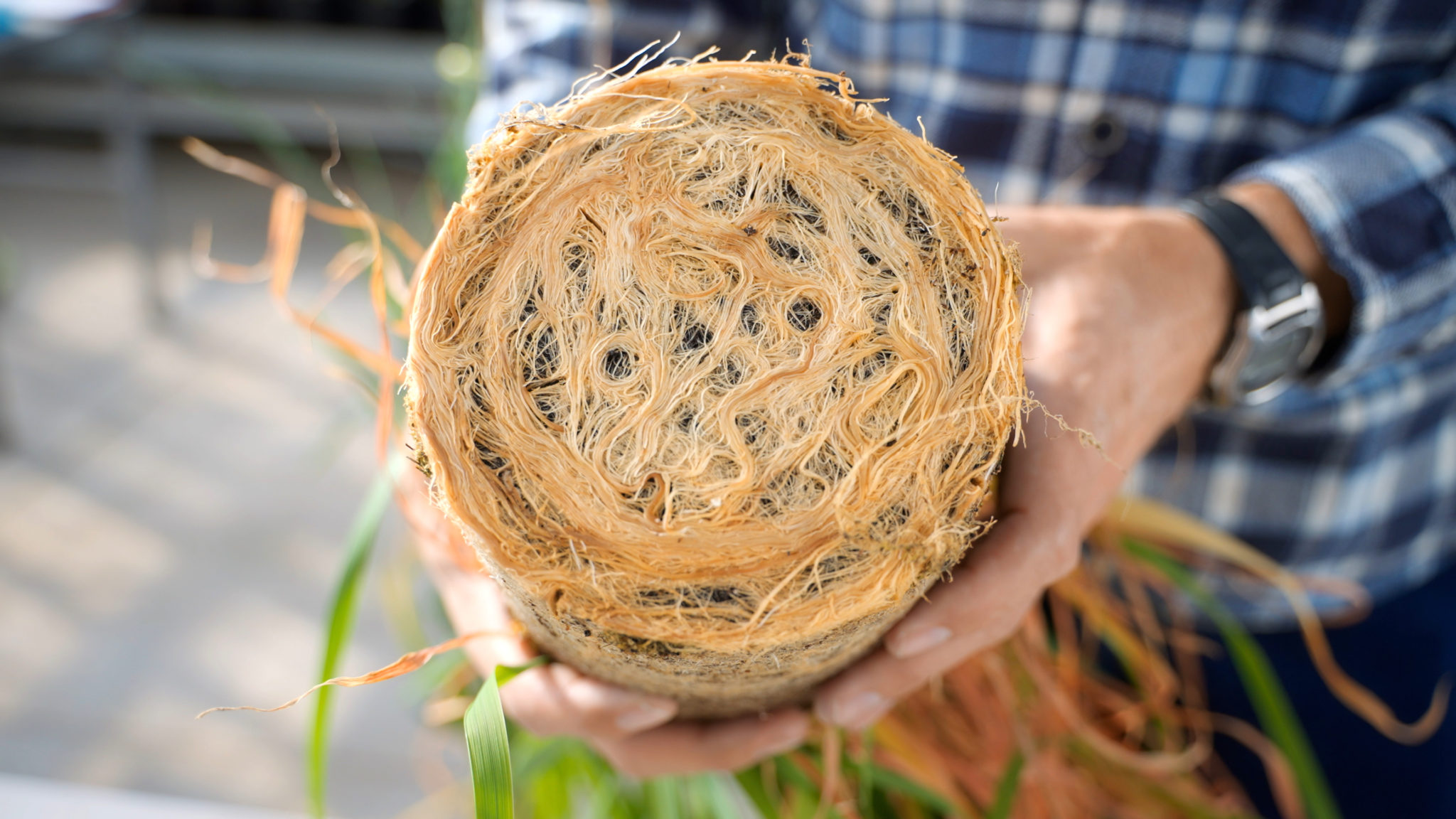 Kernza®: A Perennial Grain with Climate Solution Potential Baked Right ...
