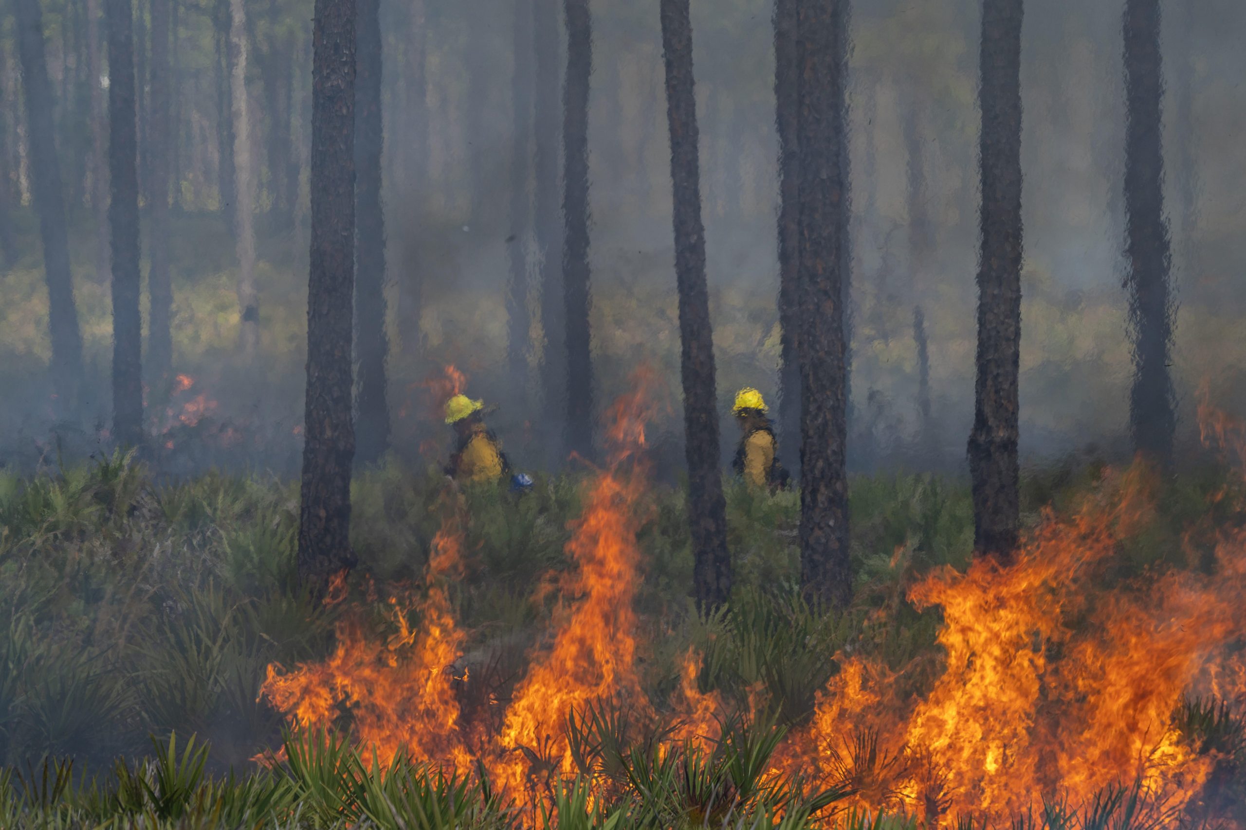 Protecting Forests and Managing Fire Risk in a Changing World | US ...