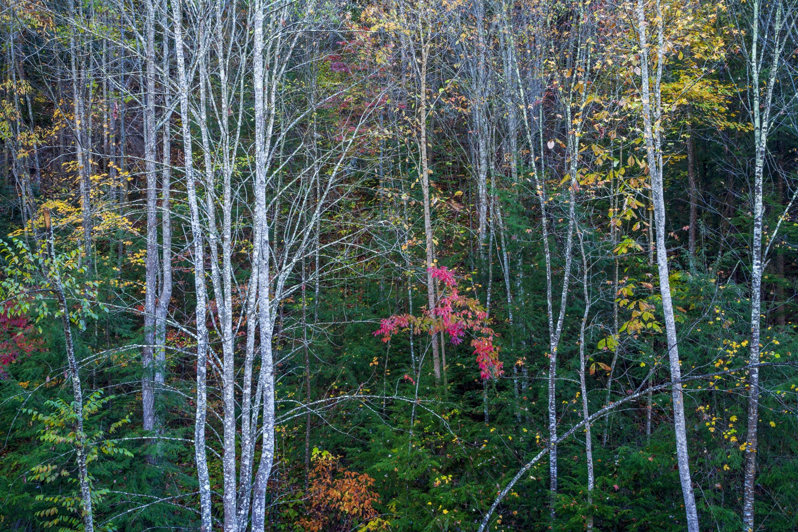 Let’s Also Not Pretend We Can Reach Our Climate Goals Without Trees ...