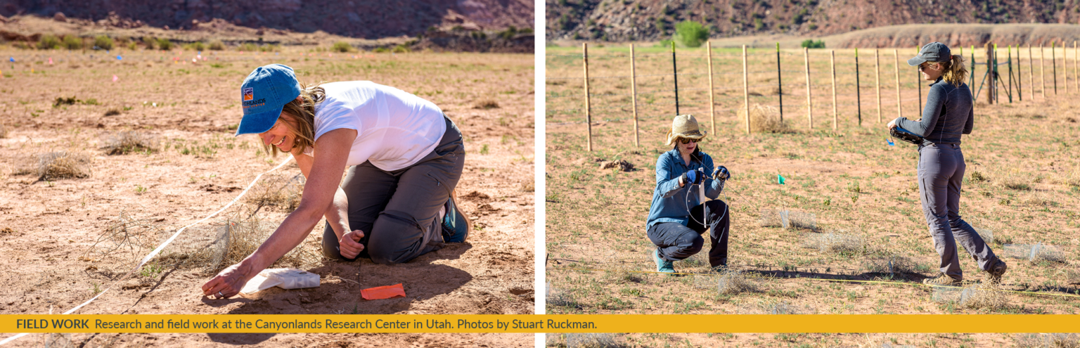 Innovative Biocrust Restoration Technique Offers Hope in Warming ...