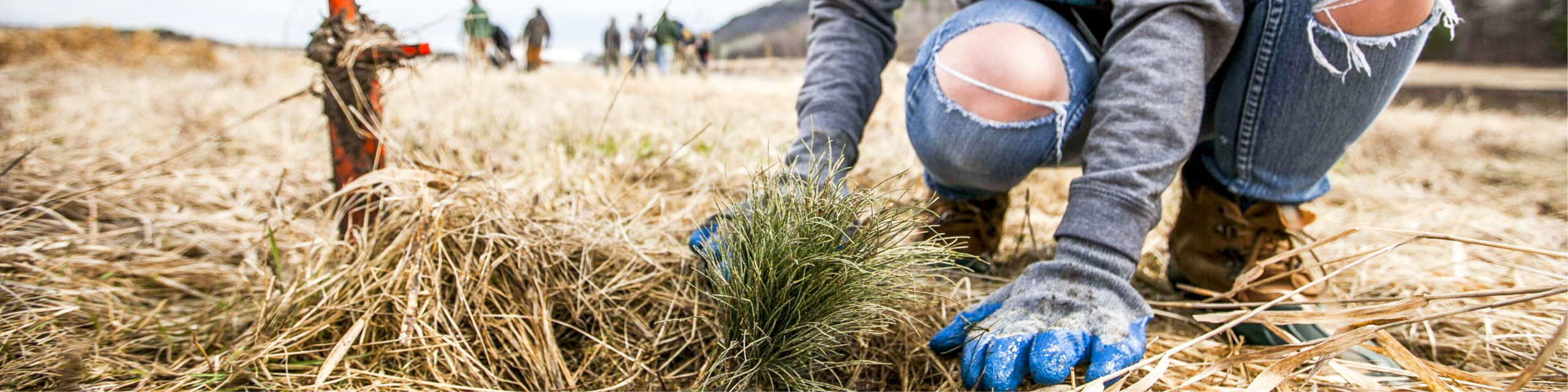 Building a Robust Reforestation Pipeline: Key Takeaways and ...