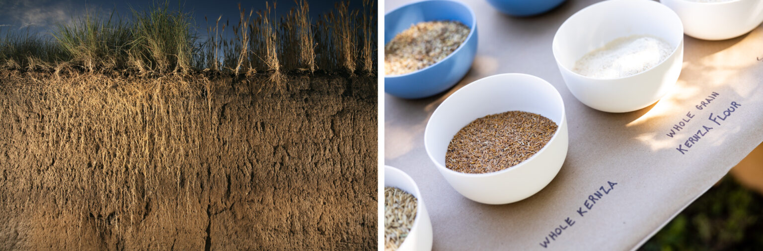 Kernza: Defining a Path Forward for Perennial Grains | US Nature4Climate