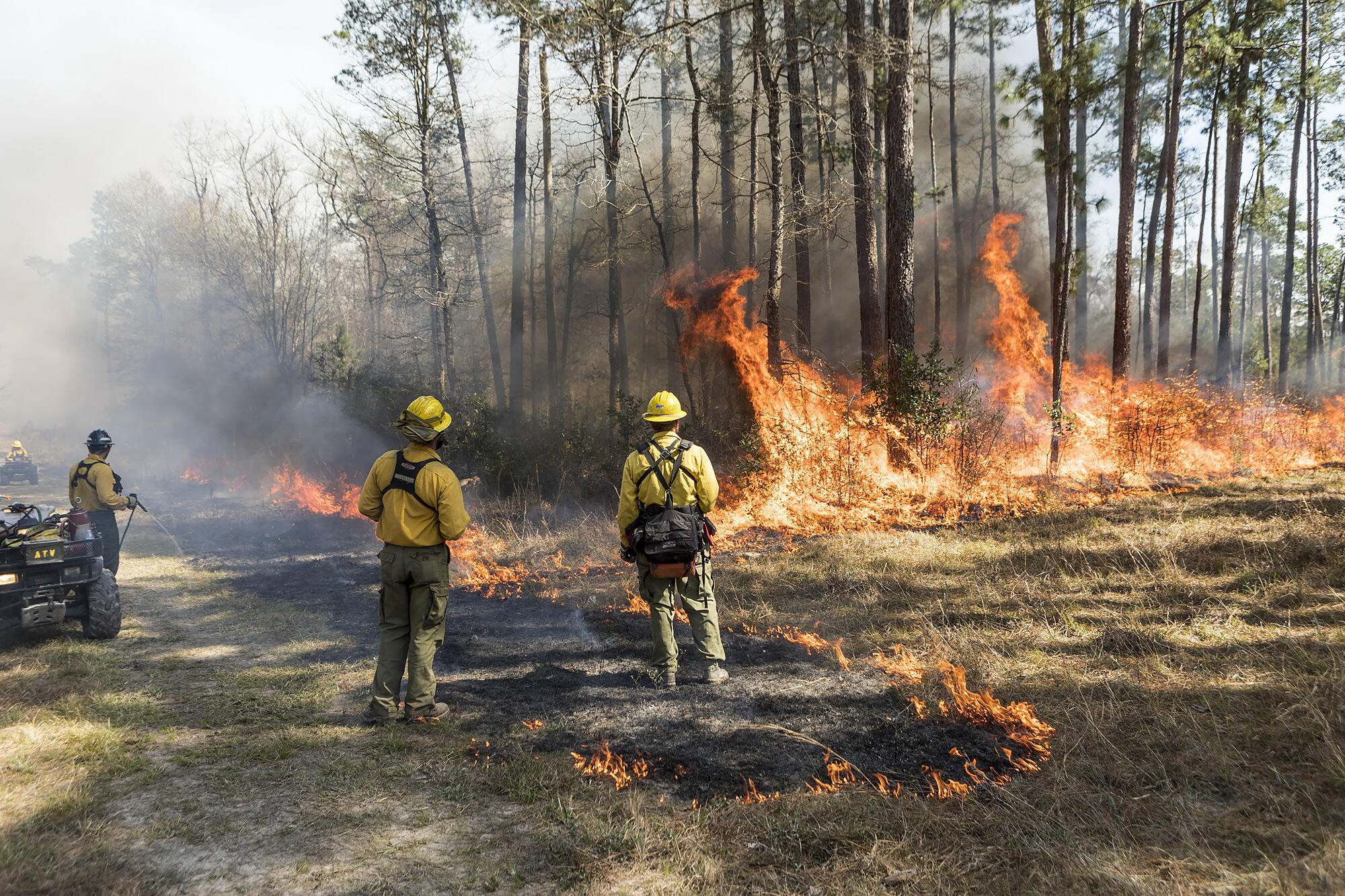 Protecting Forests and Managing Fire Risk in a Changing World | US ...